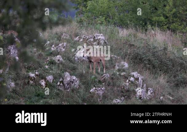 Italian wolf, Canis Lupus Italicus, unique subspecies of the indigenous ...