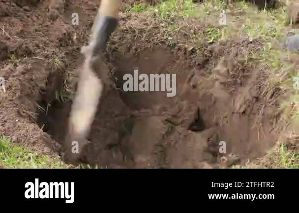 Planting a tree Stock Videos & Footage - HD and 4K Video Clips - Alamy