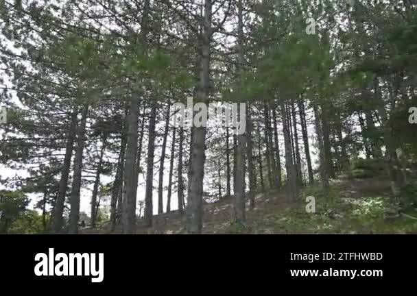 Camera movement around tall fir trees from lower angle with sun beams ...