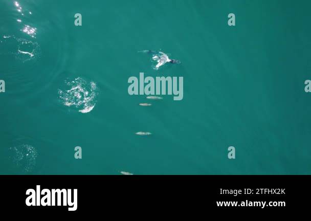 Seals catch fish Stock Videos & Footage - HD and 4K Video Clips - Alamy