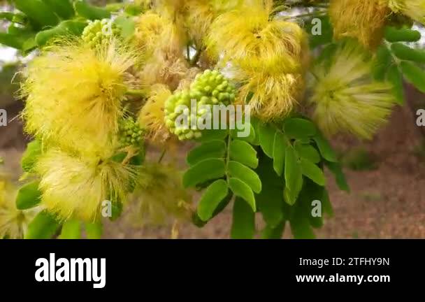 Albizia lebbeck or shirisha tree flowers.Flowers of Albizia julibrissin ...