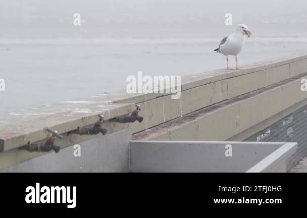 Seagull bird eating fish, water in haze, Ocean Beach pier, foggy ...