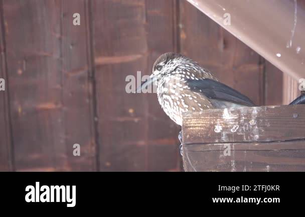 spotted nutcracker sitting on the beams of a tree,an inquisitive bird ...