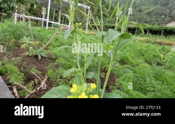 Rural livelihood Stock Videos & Footage - HD and 4K Video Clips - Alamy