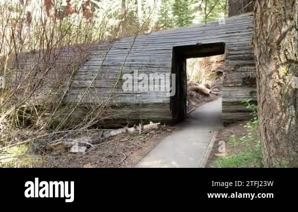 Fallen tunnel tree Stock Videos & Footage - HD and 4K Video Clips - Alamy