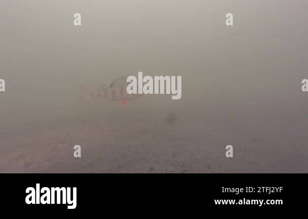 Underwater pit Stock Videos & Footage - HD and 4K Video Clips - Alamy