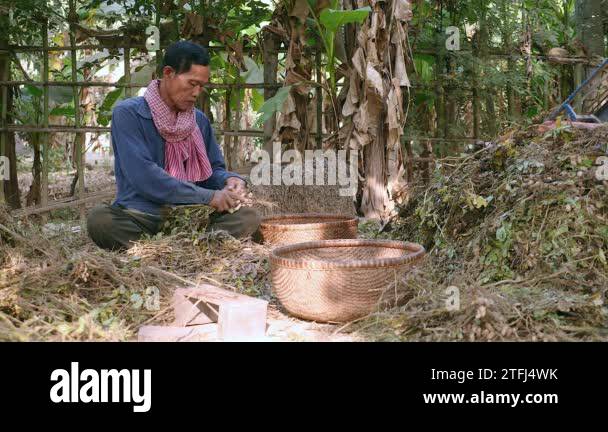 farmer sitting cross-legged on the ground of a farmyard and pulling ...