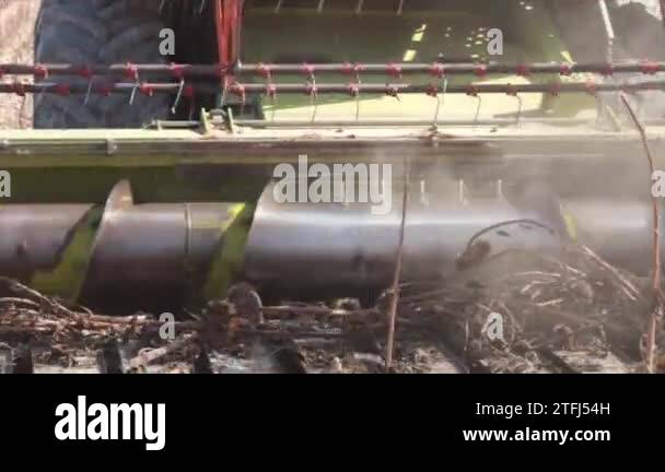 Harvesting machine harvesting sunflower field. Extracting sunflower ...