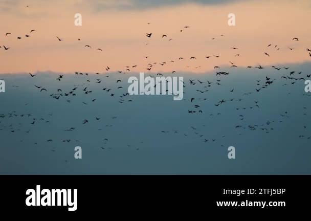 Flock of geese flying in crowd, early morning twilight sky over the ...