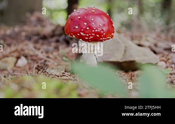 Bright red fly agaric Stock Videos & Footage - HD and 4K Video Clips ...