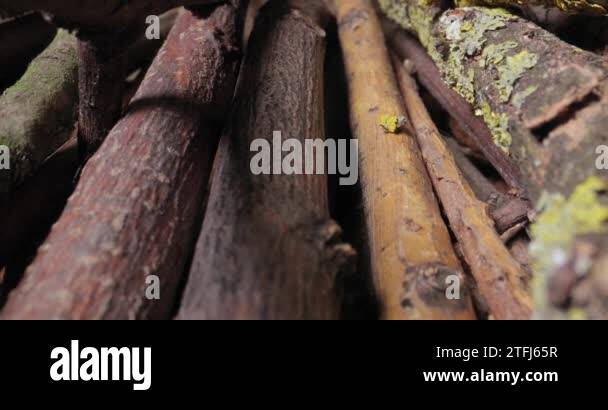 Pile of sticks for fire Stock Videos & Footage - HD and 4K Video Clips ...