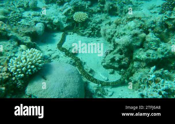 Cucumber on sandy bottom near coral reef. Giant Synaptid Sea Cucumber ...