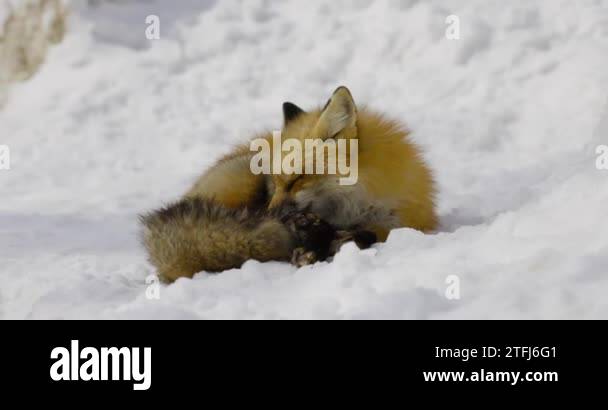 Snow fox baby Stock Videos & Footage - HD and 4K Video Clips - Alamy
