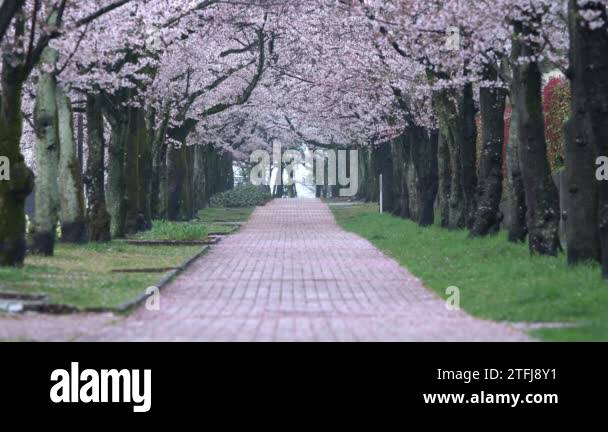 Fallen cherry blossom petals on Stock Videos & Footage - HD and 4K ...
