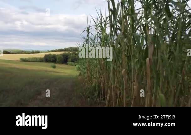 Cane corn plant Stock Videos & Footage - HD and 4K Video Clips - Alamy