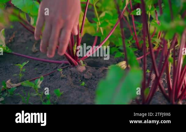 A hand pulls a growing young red beet from the soil close-up ...