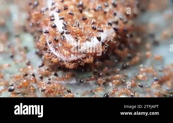Army ants eating an animal Stock Videos & Footage - HD and 4K Video ...