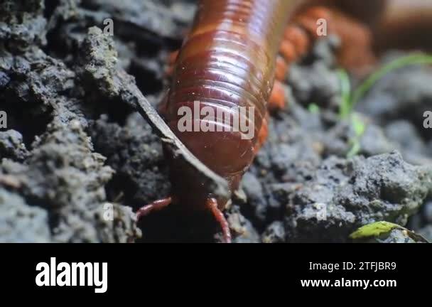 Spirostreptus leg details. Trigoniulus corallinus or kluwing (animals ...