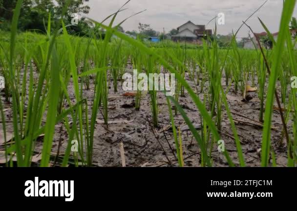 Cultivation of small rice plants with stems that are still small with ...