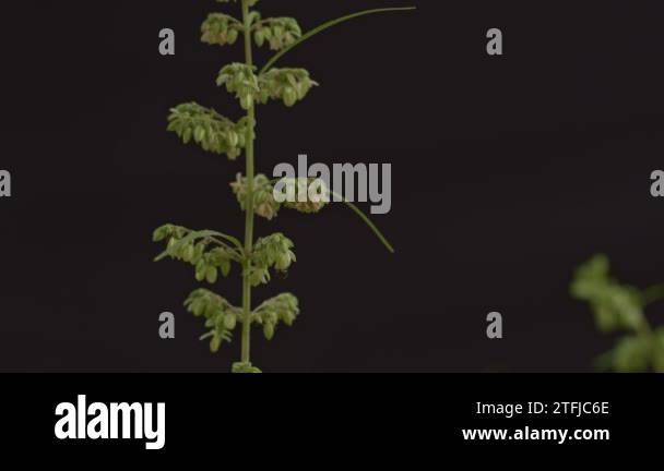 The male hemp flowers are in full bloom and are released to the female ...