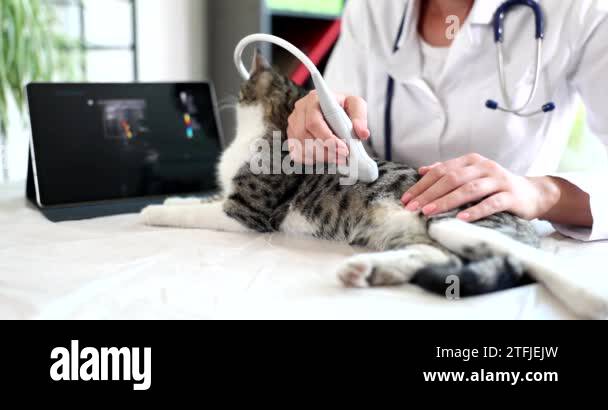 Veterinarian conducts an ultrasound examination of cat. Examination of ...