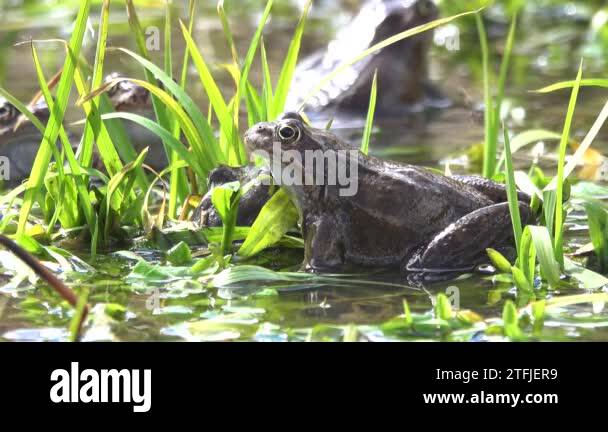 Basking frogs Stock Videos & Footage - HD and 4K Video Clips - Alamy