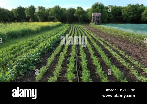 Farm farming leaves Stock Videos & Footage - HD and 4K Video Clips - Alamy