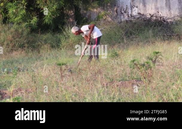 Indian farmer digging the ground Stock Videos & Footage - HD and 4K ...