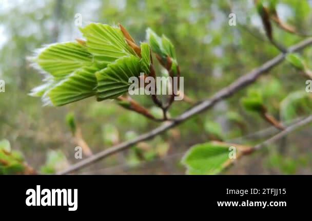 Beech shoots Stock Videos & Footage - HD and 4K Video Clips - Alamy