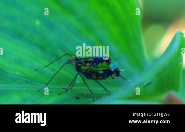 fruit flies are mating on the leaves, insect mating process, animal ...