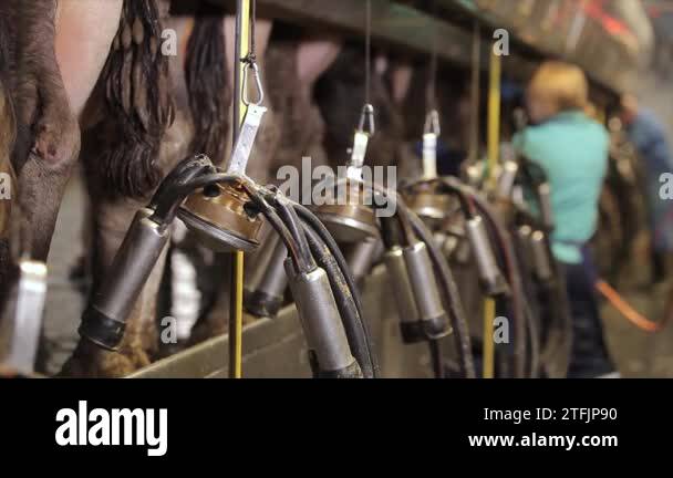 Automatic milking of cows. The process of milking cows on a dairy farm. Automated milking of ...