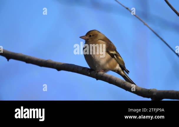 Italian sparrow passer domesticus italiae Stock Videos & Footage - HD ...