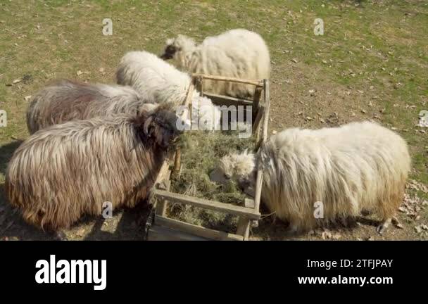 Sheep eat grass in a paddock. Sheep farm. Feeding livestock in the ...