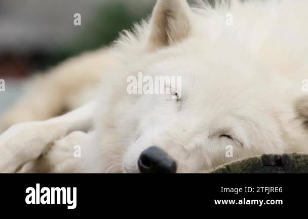 Daylight animals Stock Videos & Footage - HD and 4K Video Clips - Alamy
