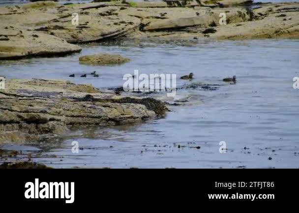 The common eider, also called St. Cuthbert's duck or Cuddy's duck, is a ...
