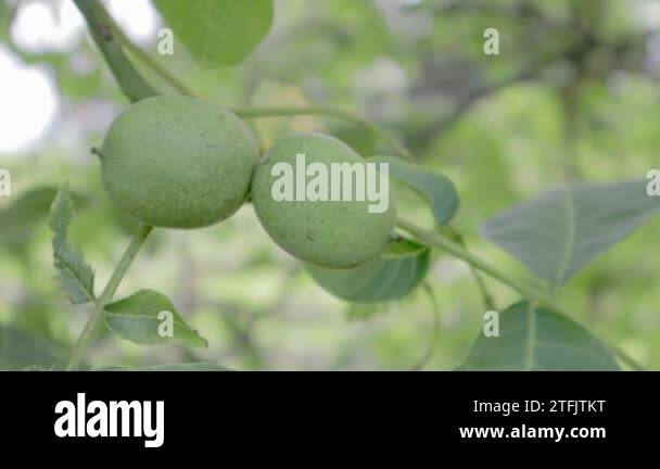 Green raw ripe walnuts on a branch in a green shell. Walnut fruits ...
