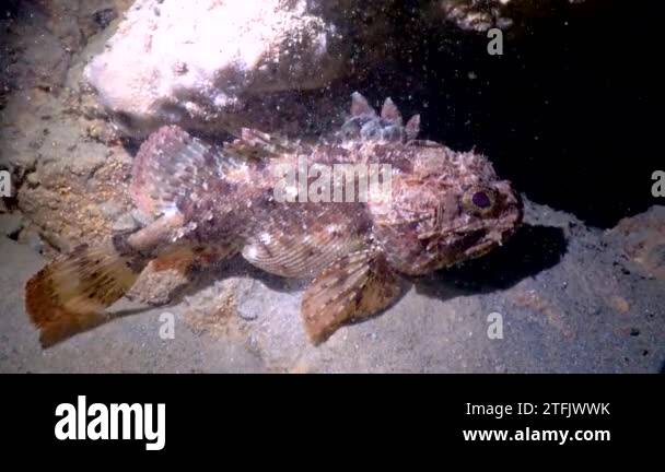Fish black sea Stock Videos & Footage - HD and 4K Video Clips - Alamy