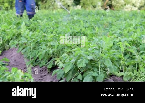 A farmer applying insecticides to his potato crop. The use of chemicals ...