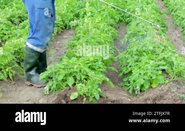 A farmer applying insecticides to his potato crop. The use of chemicals ...