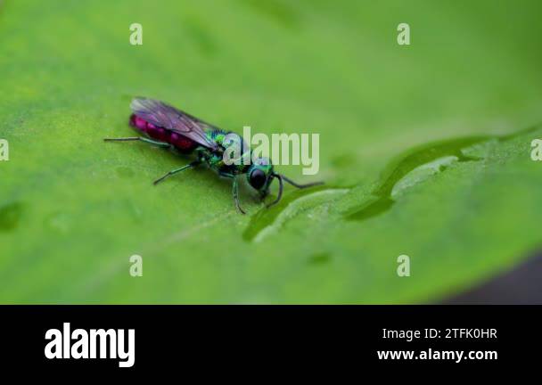 incredibly beautiful, multi-colored luster wasp drinks from a drop ...