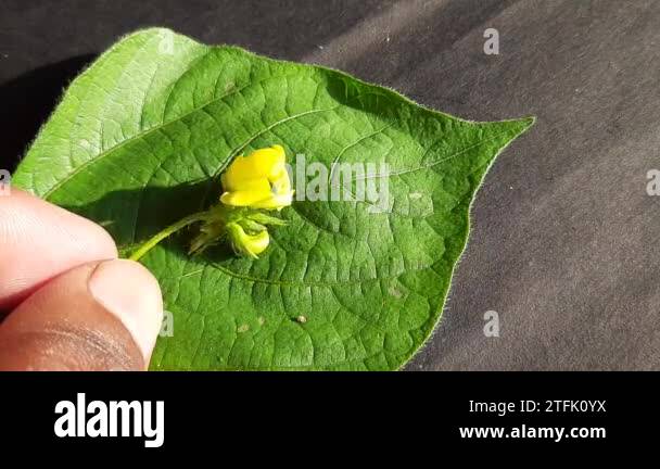 Vigna mungo flower in black background. Its other names black gram,urad ...