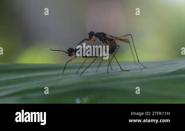 fruit flies are mating on the leaves, insect mating process, animal ...