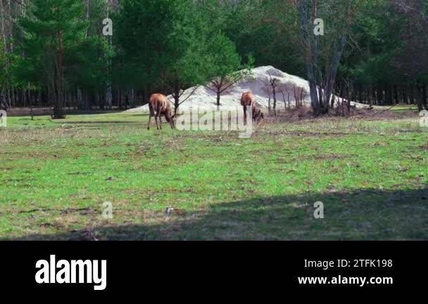 Proud animals Stock Videos & Footage - HD and 4K Video Clips - Alamy