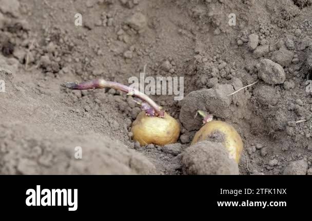 Sprouted potato tuber in the ground when planting. Early spring ...