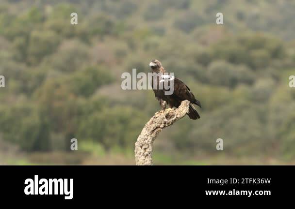 Adult female Northern goshawk protecting her food from another goshawk ...