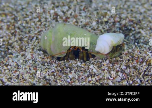 Undersea Scenes:Hermit crab (Clibanarius erythropus) settles in the ...