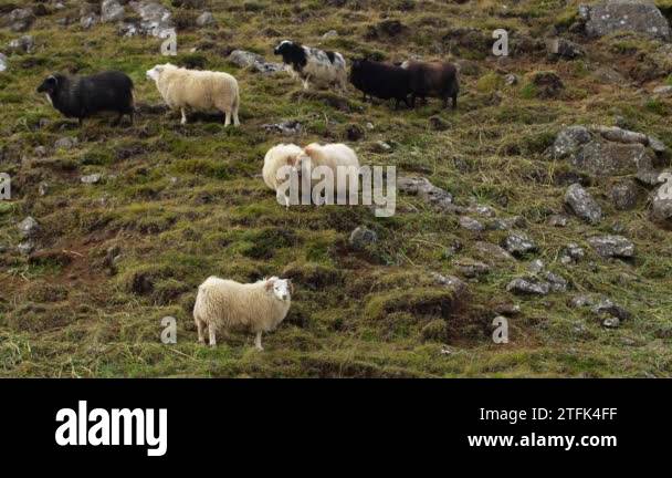 Group sheep in traditional Stock Videos & Footage - HD and 4K Video ...