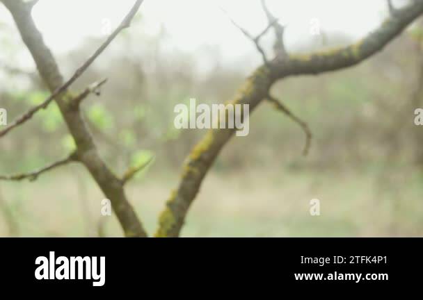 syringe with a needle, on a spring branch after being used by a drug ...