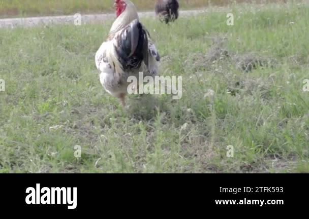 Organic natural red and white rustic chicken roaming the countryside ...