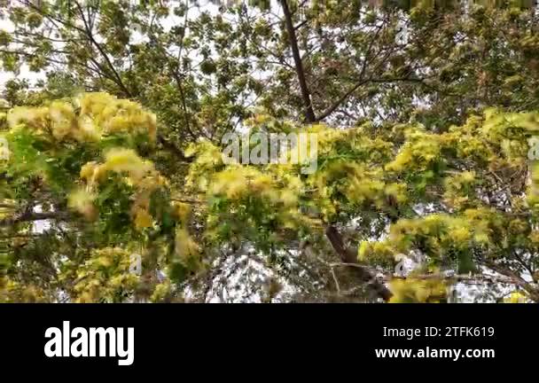 Albizia lebbeck or shirisha tree flowers.Flowers of Albizia julibrissin ...